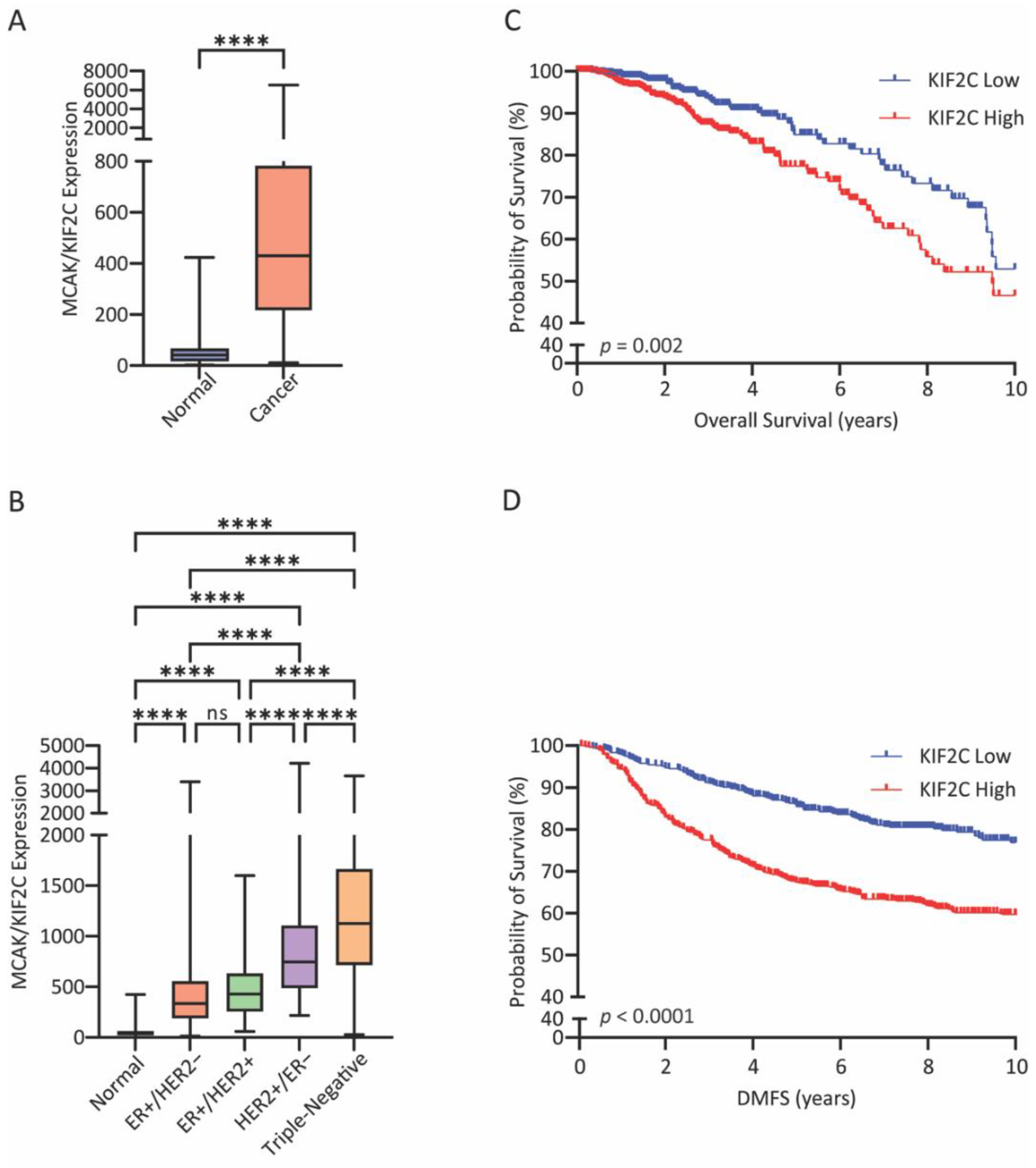 MCAK Inhibitors Induce Aneuploidy in Triple-Negative Breast Cancer Models