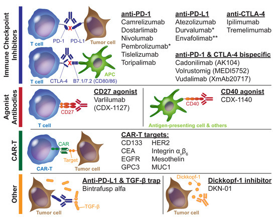 Immunotherapy in Biliary Tract Cancers: Current Standard-of-Care and ...