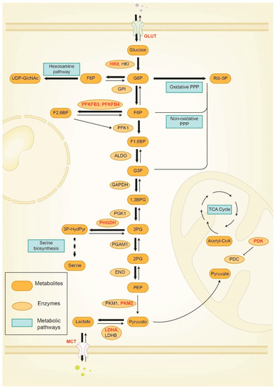 Role of Glucose Metabolic Reprogramming in Breast Cancer Progression ...