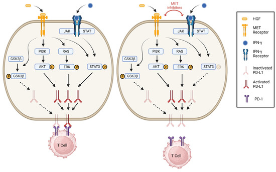MET Receptor Tyrosine Kinase Inhibition Reduces Interferon-Gamma (IFN-γ ...
