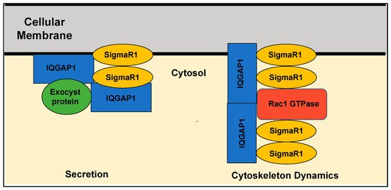 An Emerging Role for Sigma Receptor 1 in Personalized Treatment of ...