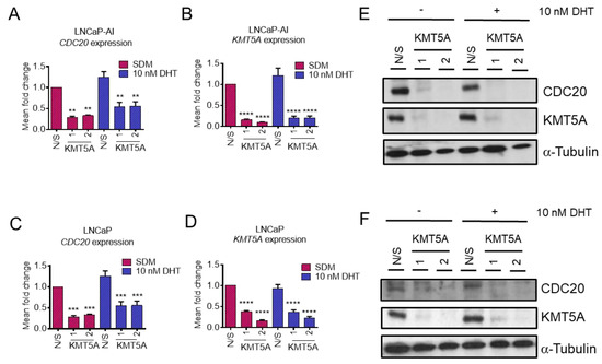 CDC20 Is Regulated by the Histone Methyltransferase, KMT5A, in ...