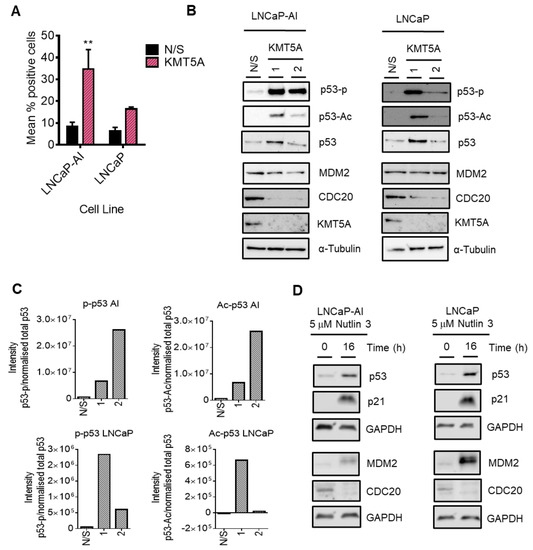 CDC20 Is Regulated by the Histone Methyltransferase, KMT5A, in ...