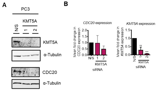 CDC20 Is Regulated by the Histone Methyltransferase, KMT5A, in ...