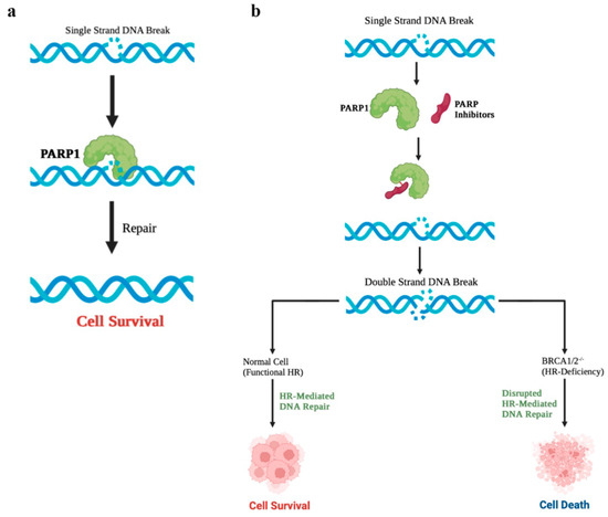 Cancers | Free Full-Text | Mechanisms of PARP-Inhibitor-Resistance in BRCA-Mutated Breast Cancer ...
