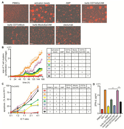 A Novel Bispecific Antibody for EpCAM-Directed Inhibition of the CD73 ...