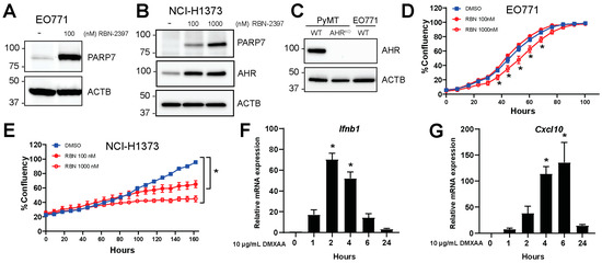 Loss of PARP7 Increases Type I Interferon Signaling in EO771 Breast ...