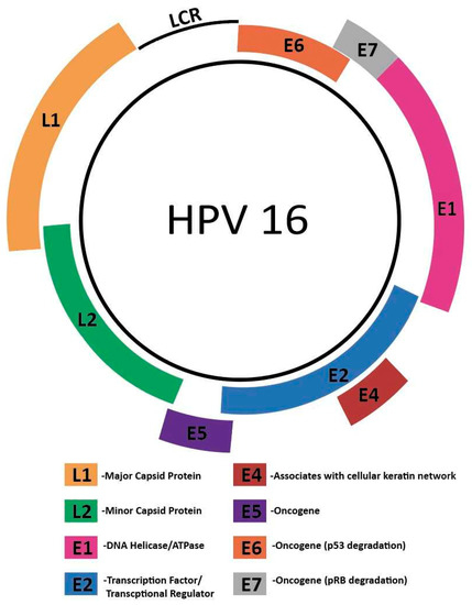 Herpes Simplex Virus, Human Papillomavirus, and Cervical Cancer: Overview, Relationship, and ...