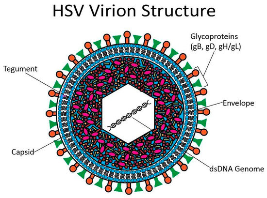 Herpes Simplex Virus, Human Papillomavirus, and Cervical Cancer: Overview, Relationship, and ...