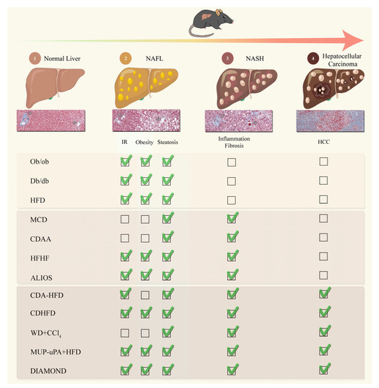 NAFLD-Related HCC: Focus on the Latest Relevant Preclinical Models