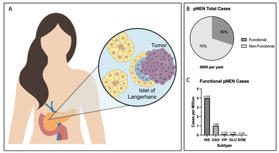 Models in Pancreatic Neuroendocrine Neoplasms: Current Perspectives and Future Directions