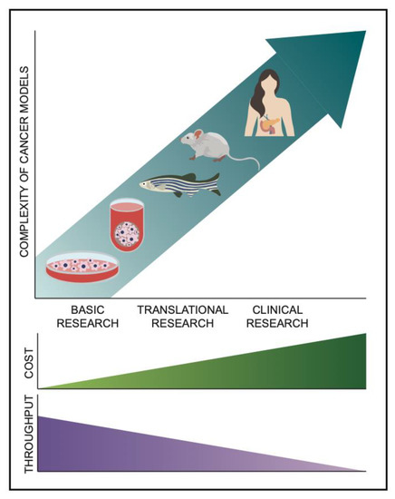 Models in Pancreatic Neuroendocrine Neoplasms: Current Perspectives and Future Directions