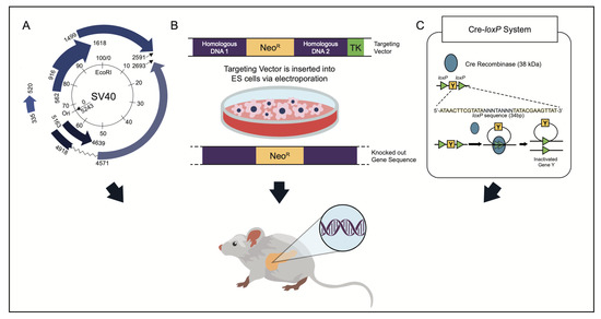 Models in Pancreatic Neuroendocrine Neoplasms: Current Perspectives and ...