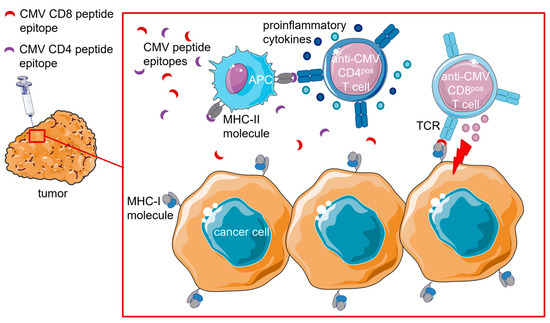 Applications of Anti-Cytomegalovirus T Cells for Cancer (Immuno)Therapy