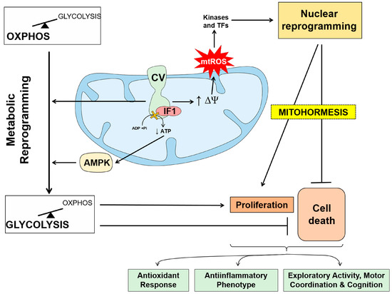 Cancers | Free Full-Text | The Mitochondrial ATP Synthase/IF1 Axis in ...
