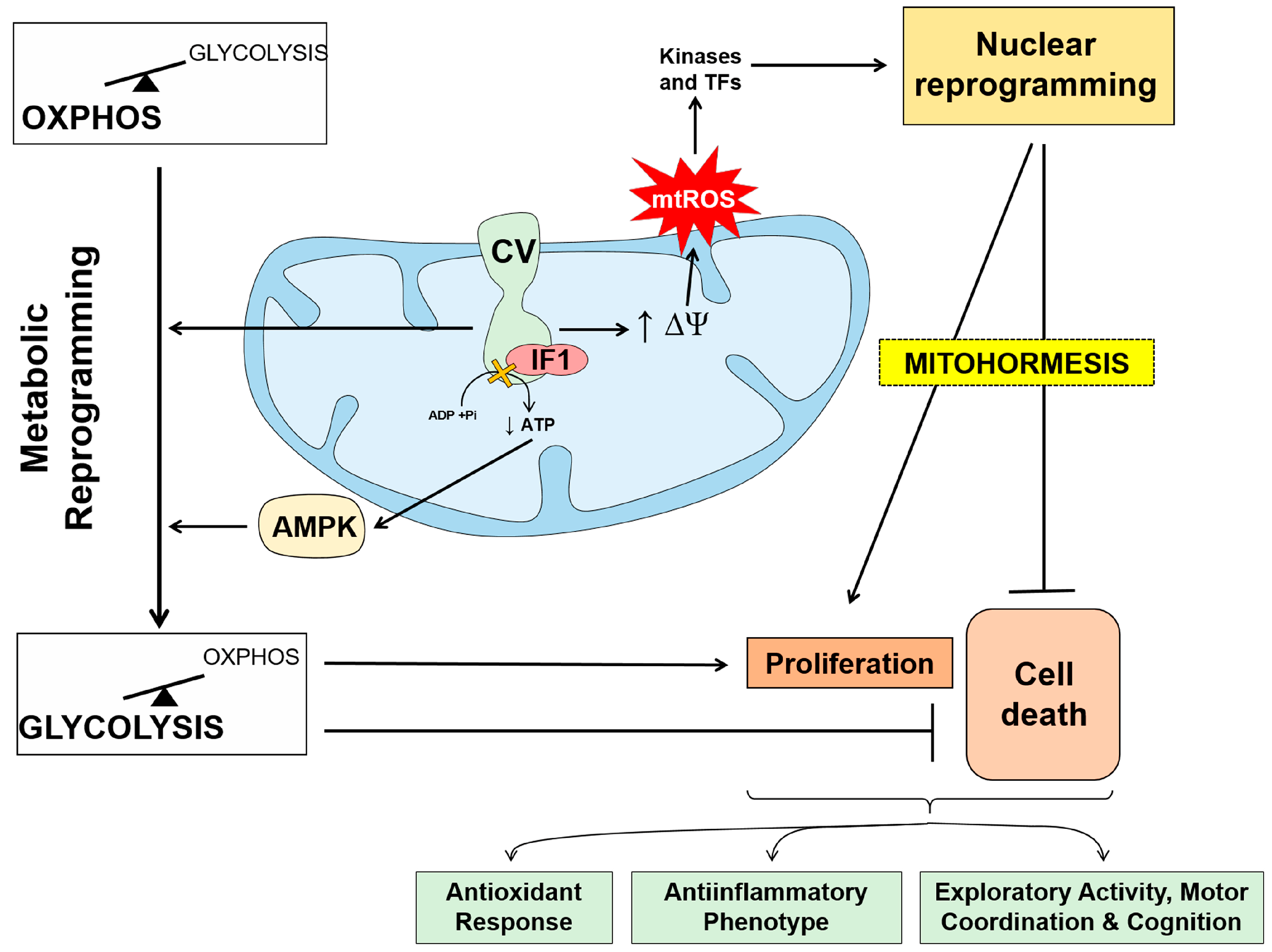Cancers | Free Full-Text | The Mitochondrial ATP Synthase/IF1 Axis in Cancer Progression ...