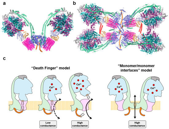 Cancers | Free Full-Text | The Mitochondrial ATP Synthase/IF1 Axis in ...