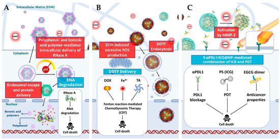 Cancers | Free Full-Text | Polyphenol-Based Nanoparticles: A Promising Frontier for Enhanced ...