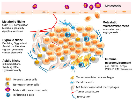 Cancers | Free Full-Text | Cancer Bioenergetics and Tumor ...