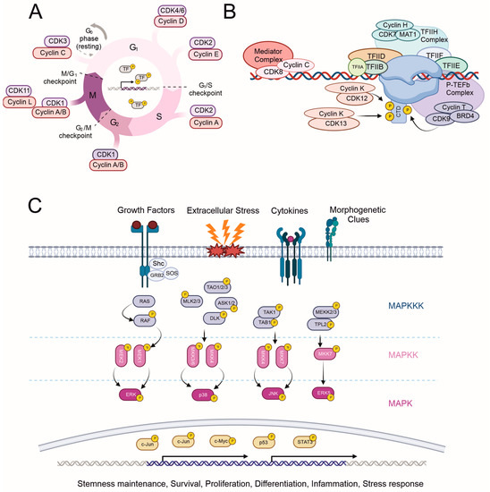 Cancers | Free Full-Text | CMGC Kinases in Health and Cancer