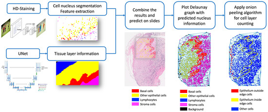 A Deep Learning Onion Peeling Approach to Measure Oral Epithelium Layer Number