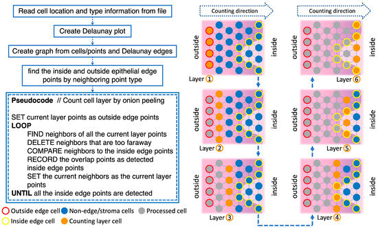 A Deep Learning Onion Peeling Approach to Measure Oral Epithelium Layer Number