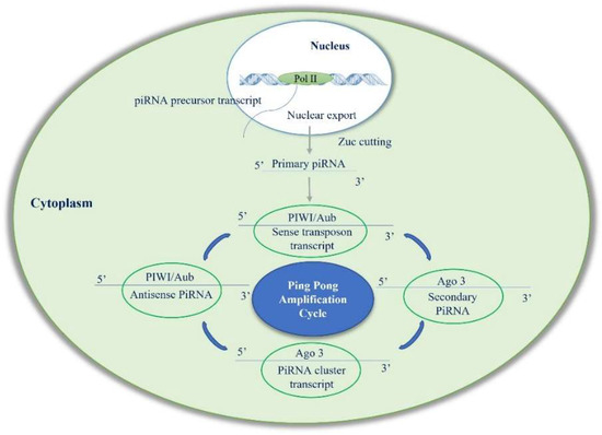 PIWI-RNAs Small Noncoding RNAs with Smart Functions: Potential ...