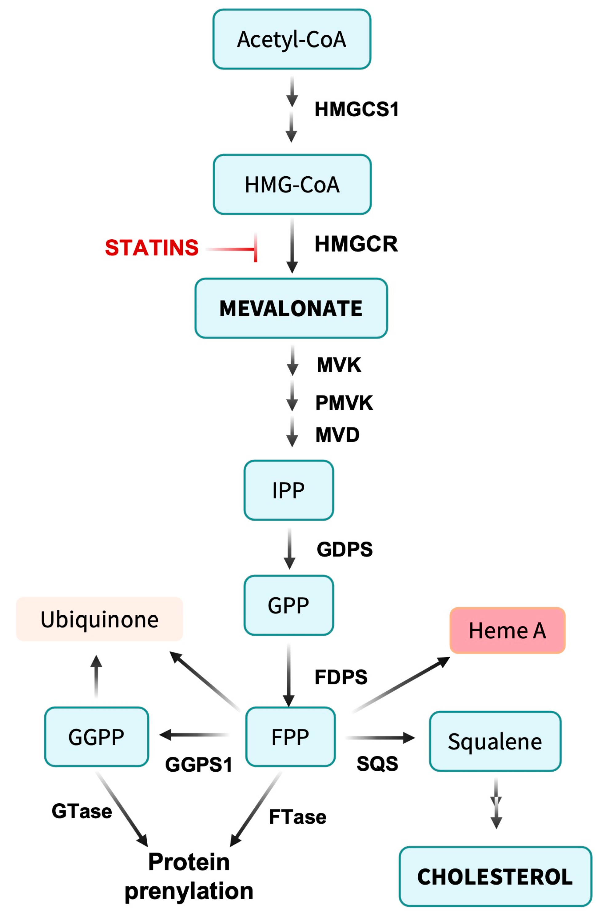 Statins in Cancer Prevention and Therapy