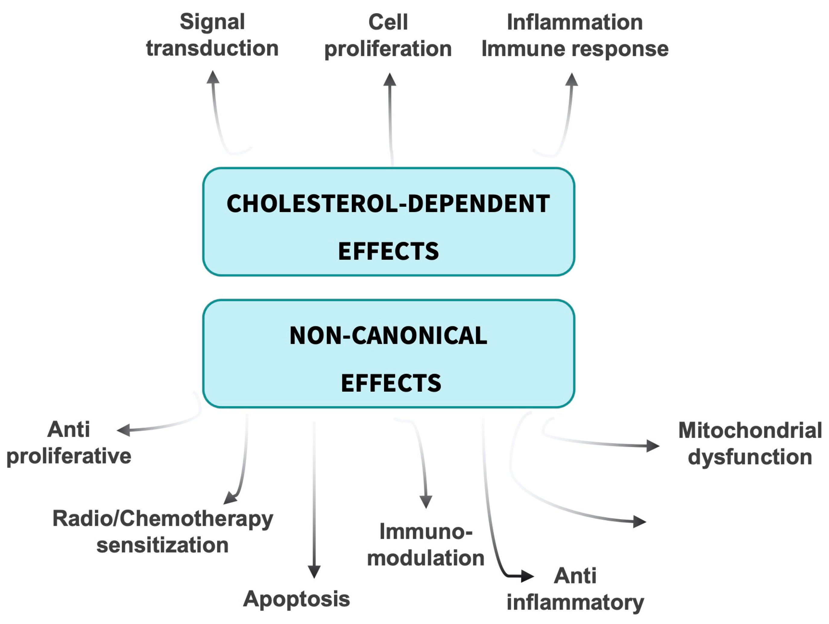 Statins in Cancer Prevention and Therapy