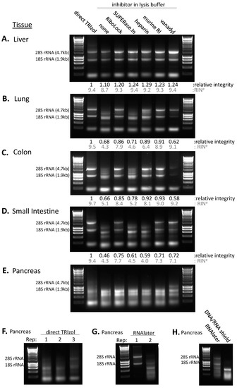 Optimisation of Sample Preparation from Primary Mouse Tissue to ...