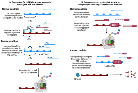 Pseudogenes in Cancer: State of the Art