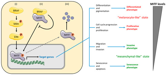 Cancers | Free Full-Text | BRAF Mutations in Melanoma: Biological ...