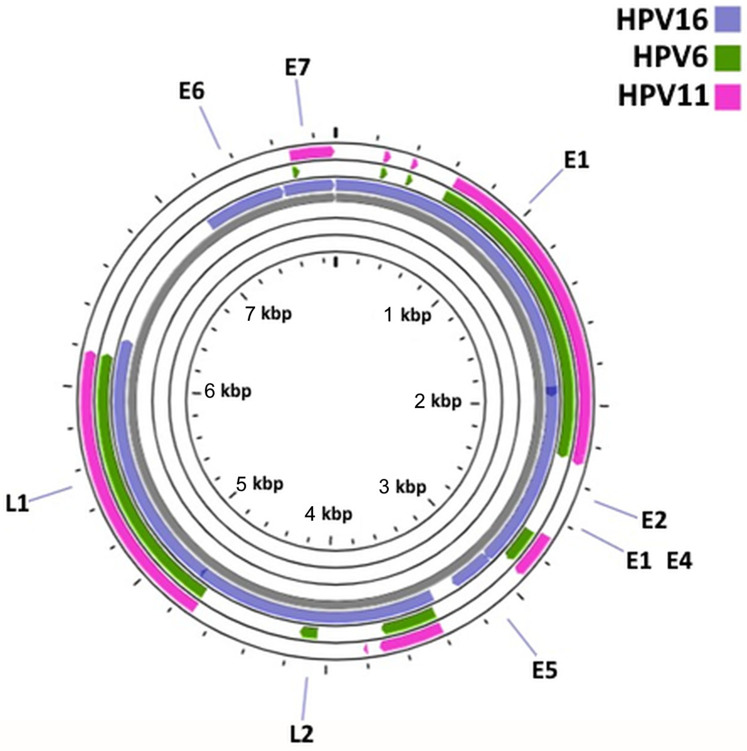 Malignancy Associated with Low-Risk HPV6 and HPV11: A Systematic Review and Implications for ...