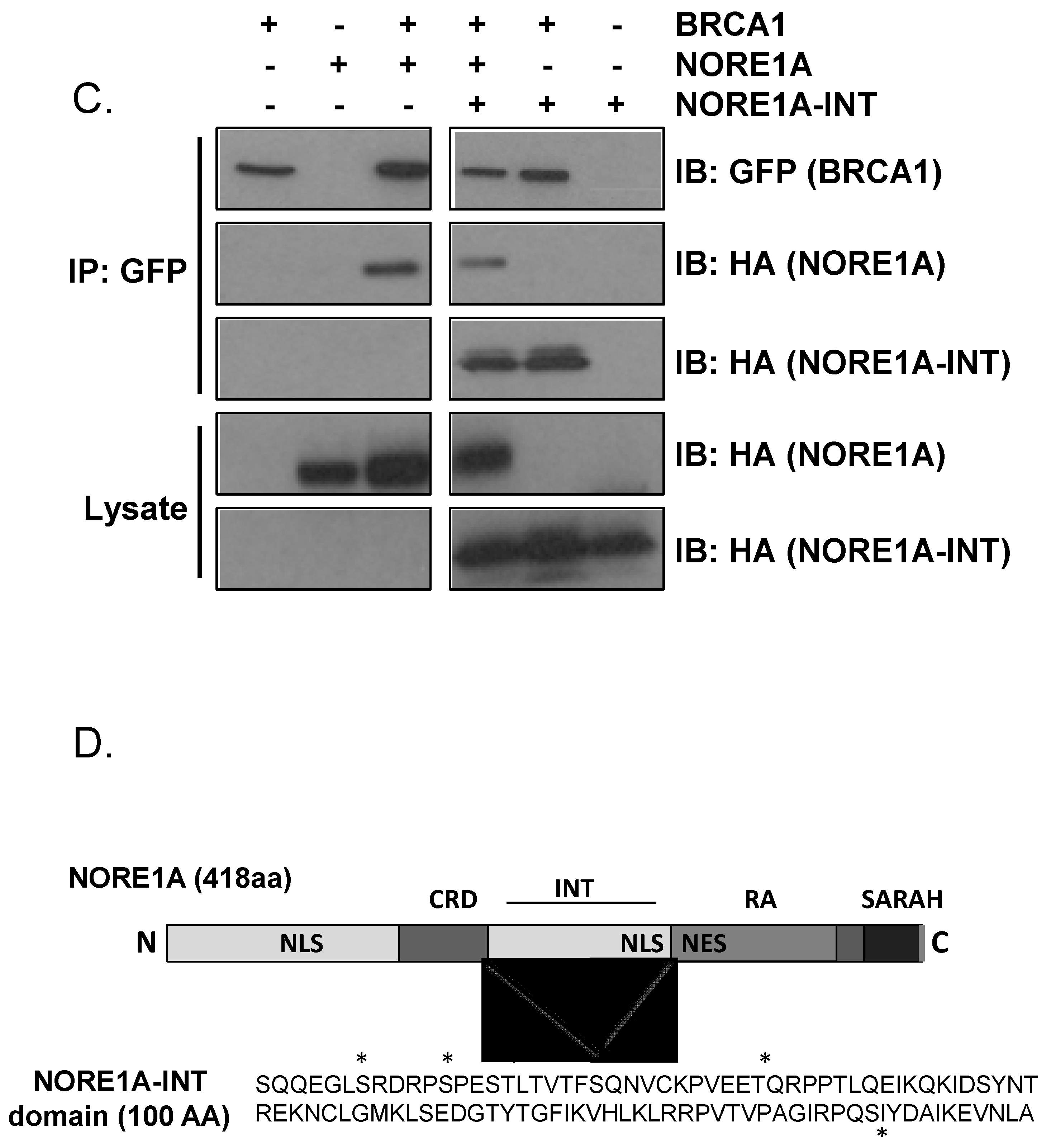 BRCA1 and NORE1A Form a Her2/Ras Regulated Tumor Suppressor Complex Modulating Senescence