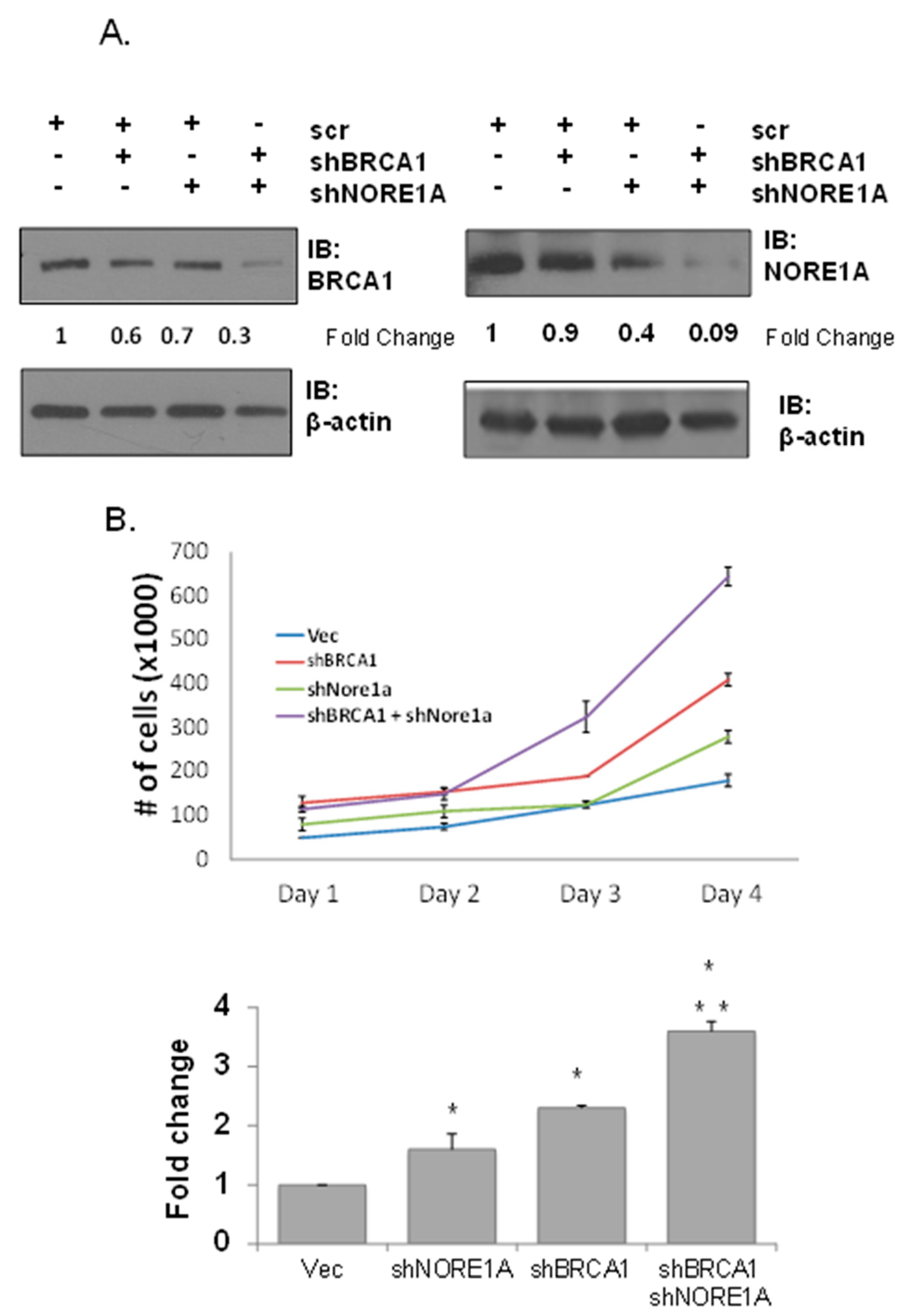 BRCA1 and NORE1A Form a Her2/Ras Regulated Tumor Suppressor Complex Modulating Senescence