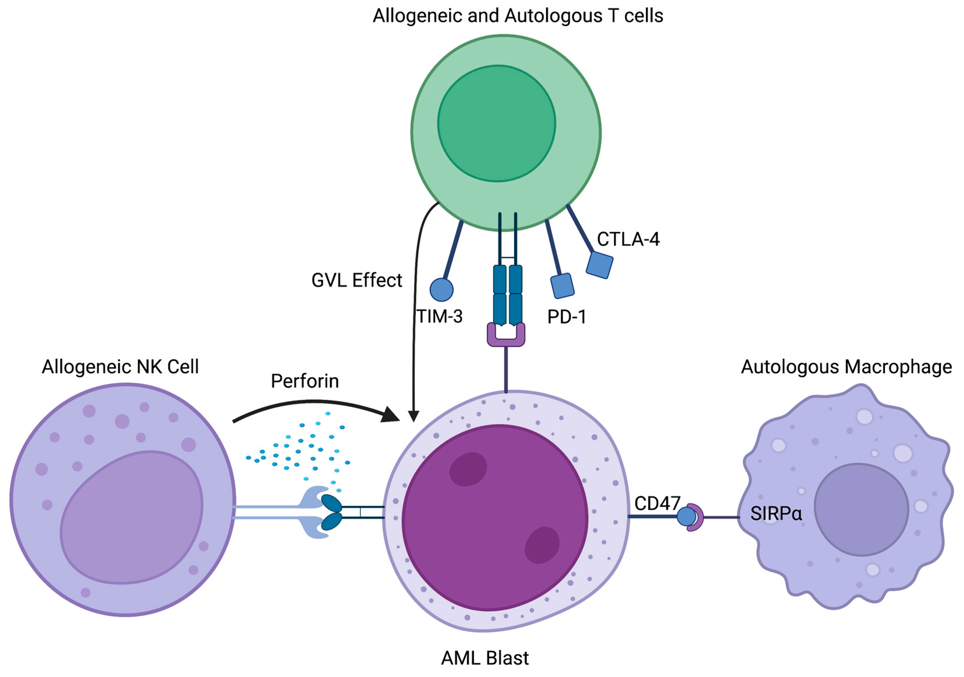 Immunotherapy in Acute Leukemias: Past Success Paves the Way for Future ...