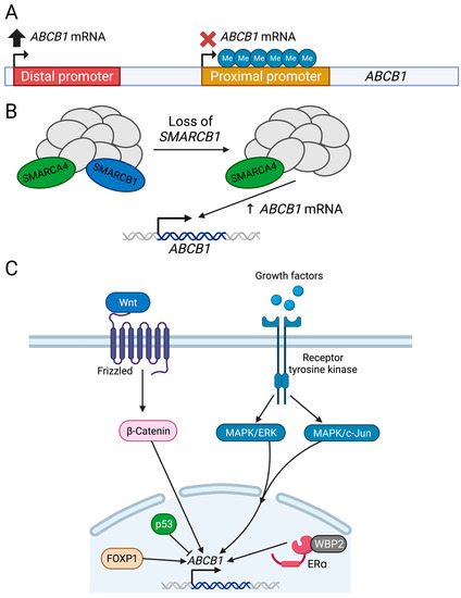Genetics of ABCB1 in Cancer