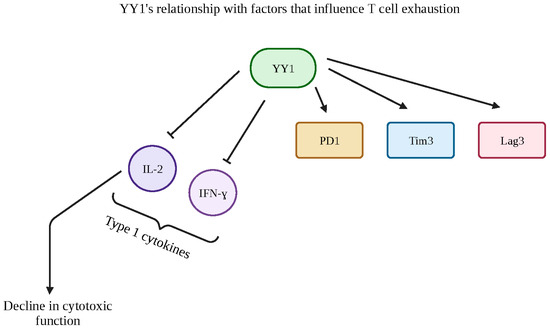 Role of YY1 in the Regulation of Anti-Apoptotic Gene Products in Drug ...