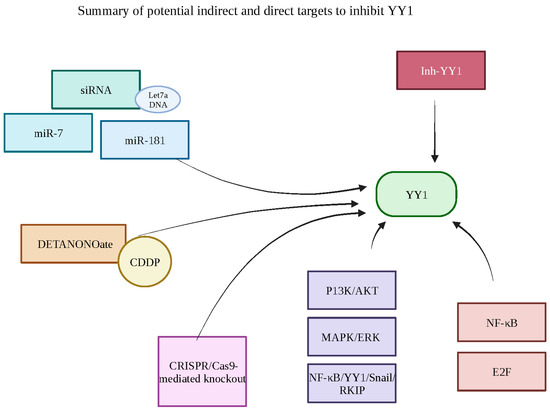Role of YY1 in the Regulation of Anti-Apoptotic Gene Products in Drug ...