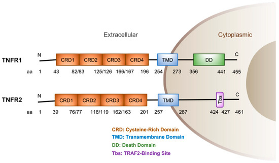 TNFR1 and TNFR2, Which Link NF-κB Activation, Drive Lung Cancer ...