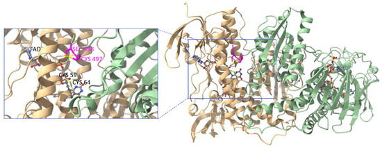 Thioredoxin Reductase and Organometallic Complexes: A Pivotal System to ...
