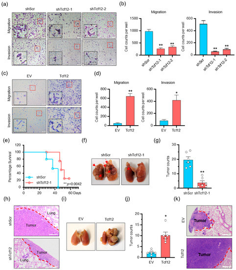 TCF12 Activates TGFB2 Expression to Promote the Malignant Progression ...