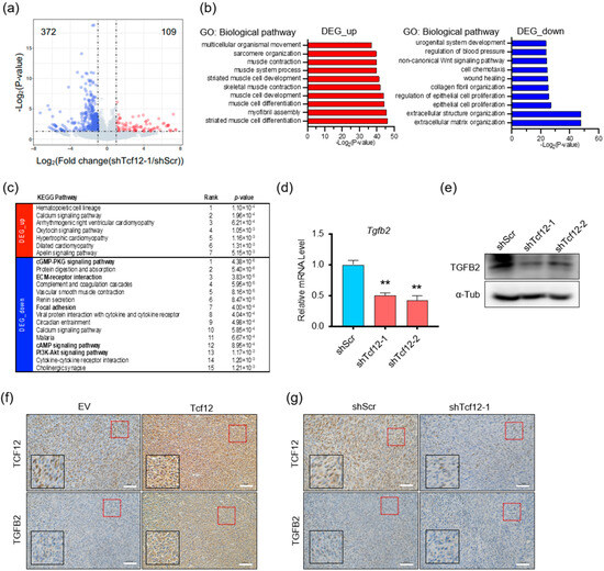 TCF12 Activates TGFB2 Expression to Promote the Malignant Progression ...