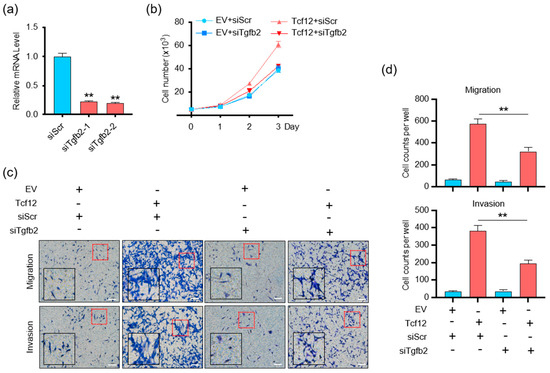 TCF12 Activates TGFB2 Expression to Promote the Malignant Progression ...