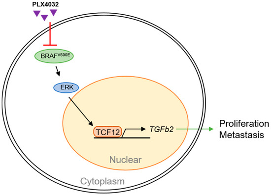 TCF12 Activates TGFB2 Expression to Promote the Malignant Progression ...