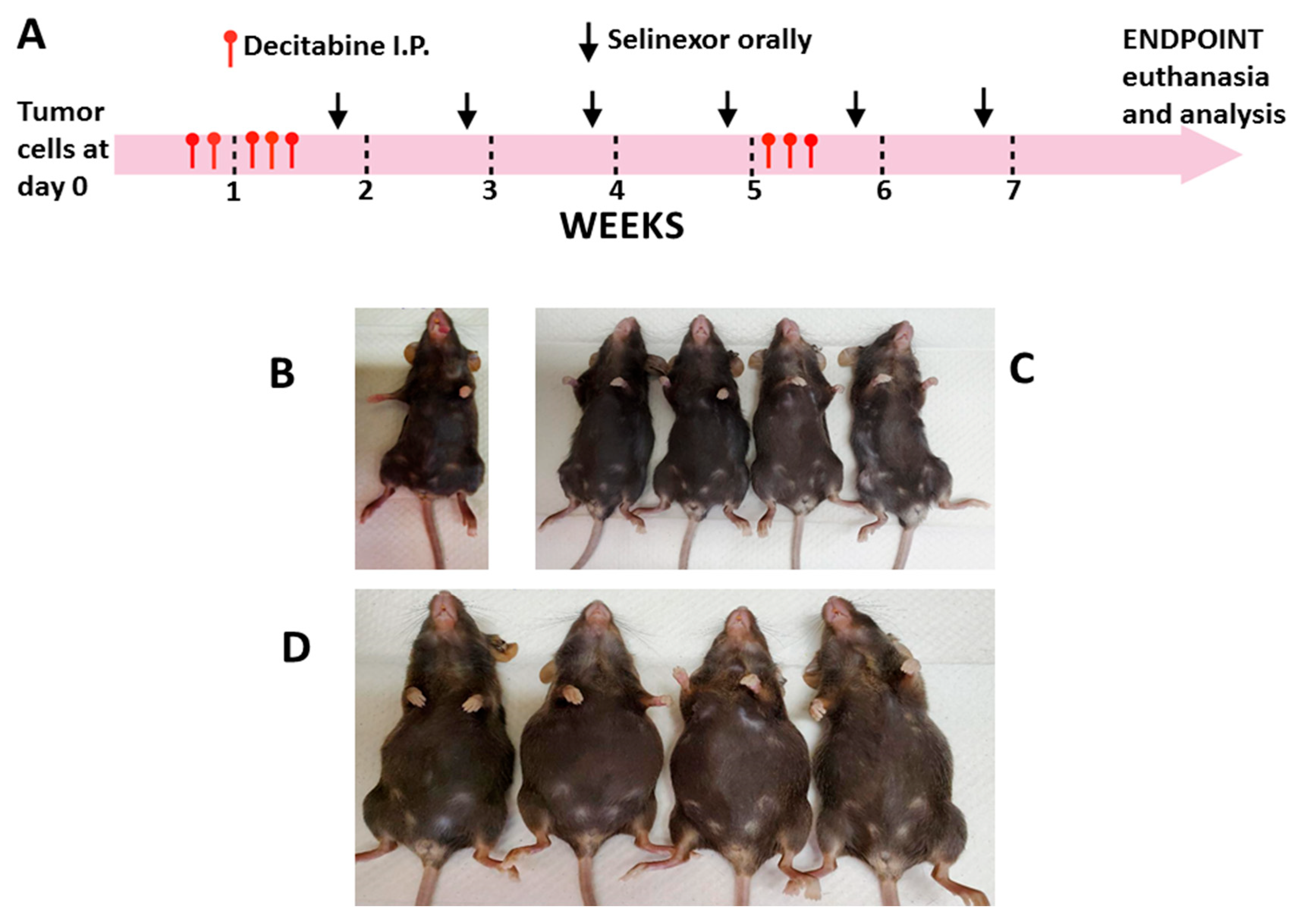 Selinexor in Combination with Decitabine Attenuates Ovarian Cancer in Mice