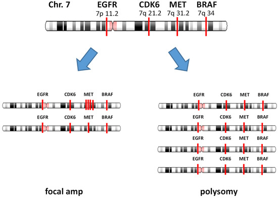 Targeting MET Amplification: Opportunities and Obstacles in Therapeutic ...
