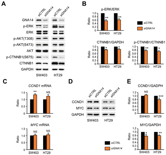 Tumor-Promoting Role of GNA14 in Colon Cancer Development