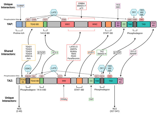 Cancers | Free Full-Text | Multi-Functional Regulation by YAP/TAZ Signaling Networks in Tumor ...