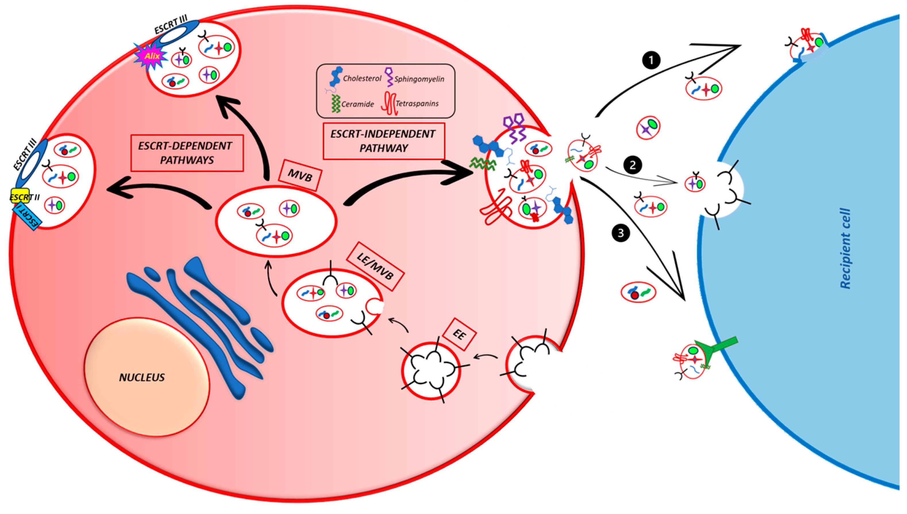 Exosomes: Emerging Modulators of Pancreatic Cancer Drug Resistance